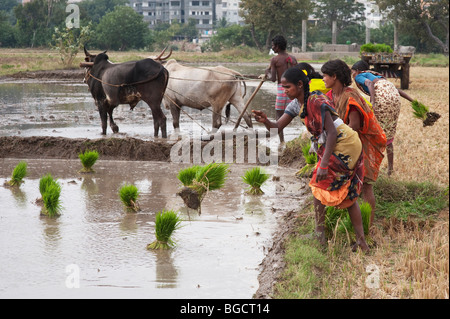 Paddy rice plantation field ready for harvest, Agricultural industry ...