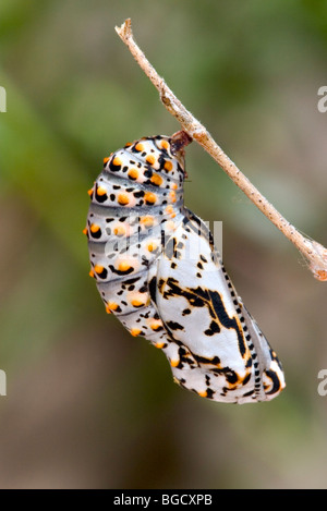 Variable Checkerspot pupa or chrysalis Stock Photo - Alamy
