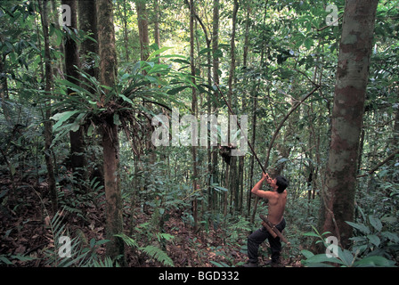 A Penan man hunting in the forest using blow pipe and spear and machete ...