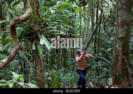 A Penan man hunting in the forest using blow pipe and spear and machete ...