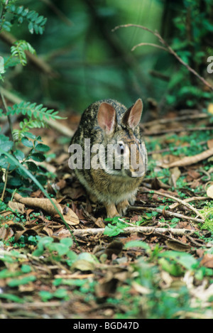 Brazilian Rabbit (Sylvilagus brasiliensis), Podocarpus National Park ...