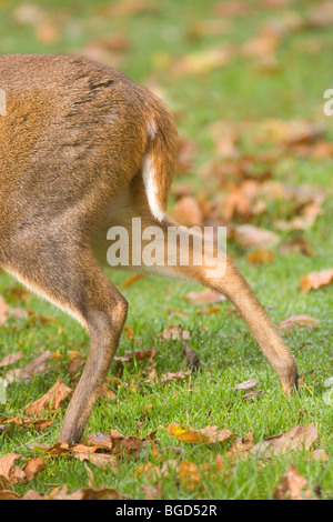 Muntjac Deer; Muntiacus reevesi; showing tusks; UK Stock Photo - Alamy