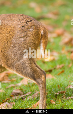 Rear view of a Muntjac Deer with its tail up in the Forest of Dean ...