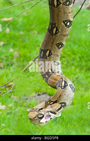Boa constrictor (Boa constrictor), with open mouth, captive Stock Photo ...