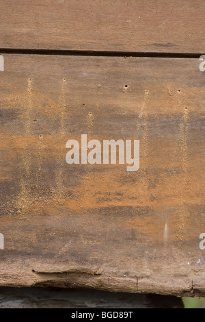 Woodworm (Anobium punctatum). 'Dust' or 'frass' made by larvae of ...