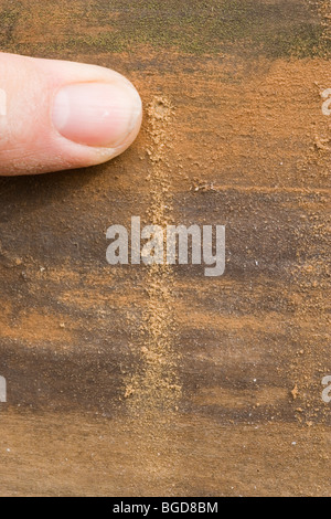 Woodworm (Anobium punctatum). 'Dust' or 'frass' made by larvae of ...