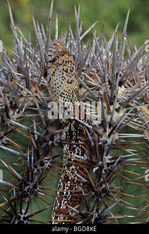 Sonoran gopher snake (Pituophis catenifer affinis), Sonora desert Stock ...