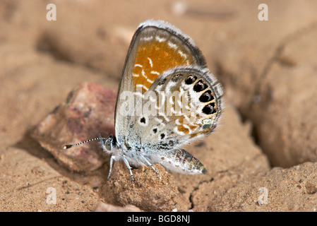 Western pygmy blue butterfly Stock Photo - Alamy