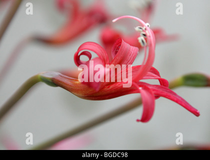 Brunsvigia litoralis, Amaryllidaceae, Cape Province, South Africa Stock ...