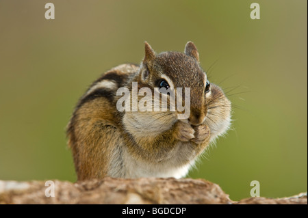 Eastern chipmunk (Tamias striatus) filling cheek pouches with seeds ...