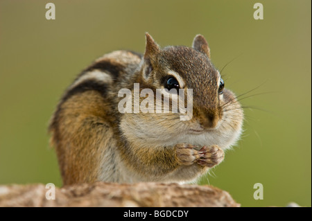 Eastern chipmunk (Tamias striatus) filling cheek pouches with seeds ...