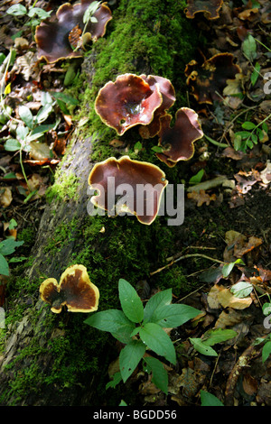 Bay Polypore (Polyporus durus) mushrooms growing on a rotting log in a ...