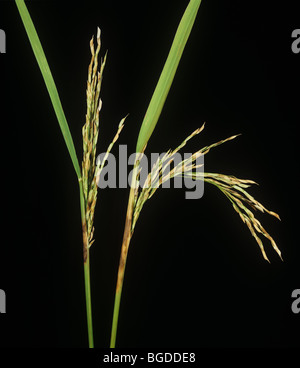 Sheath rot Sarocladium oryzae lesions and necrosis on rice flagleaf ...