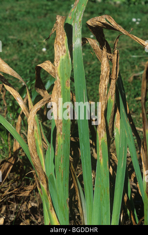Iris leaf spot Mycosphaerella macrospora spotting on iris leaves Stock ...