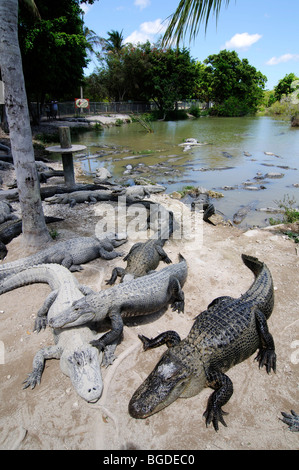 Alligators, Everglades Alligator Farm, Homestead, Miami, Florida, USA ...