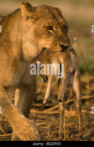 A lioness with new-born bush buck prey Stock Photo - Alamy