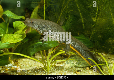 Female Great Crested Newt (Triturus cristatus) seen from below Stock ...