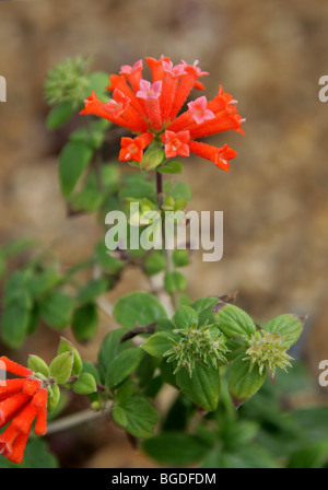 Scarlet Bouvardia, Firecracker Bush, Trumpetilla, Hummingbird Flower ...