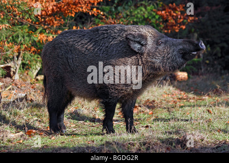 Wild Boars (Sus scrofa) mating, Saupark Melle, Osnabrück, Lower Saxony ...