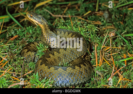 Common European adder (Vipera berus), in forest terrain in springtime ...
