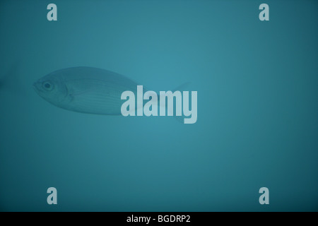 Oblada fish, soft focus and turquoise water Stock Photo - Alamy