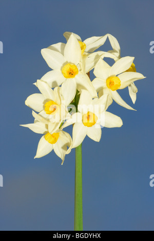 Bunchflower daffodil, Narcissus tazetta flowers in spring garden Stock ...