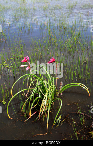 Orange River lily, Crinum bulbispermum, in wet floodplain grassland ...