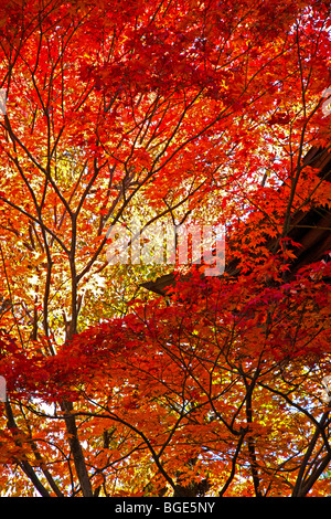 Autumn Leaves of Takayama, Gifu, Japan Stock Photo - Alamy