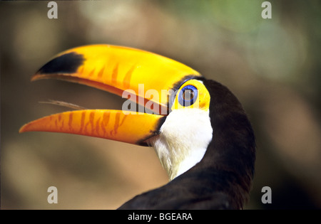 Toucan, Amazon River region of Brazil Stock Photo - Alamy