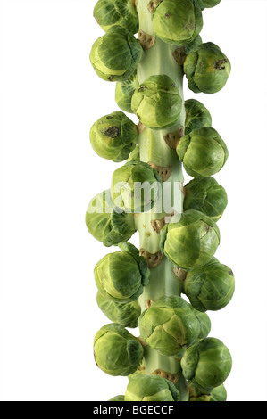 Brussels sprouts on stalk. Closeup or close-up of raw leafy green ...