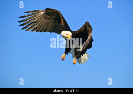 Bald Eagle, Haliaeetus leucocephalus, turning in flight. Canada/Alaska Stock Photo - Alamy