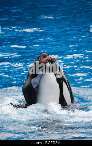 Trainer riding Killer Whale orcinus orca while performing tricks during ...