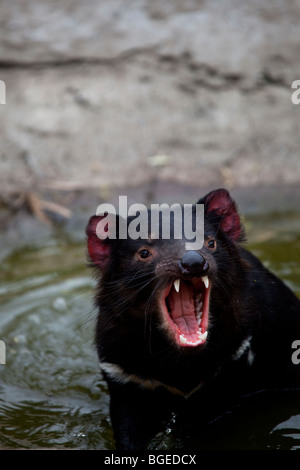Tango, Tasmanian Devil at containment facility at Taroona, Hobart ...