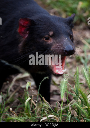 Tango, Tasmanian Devil at containment facility at Taroona, Hobart ...
