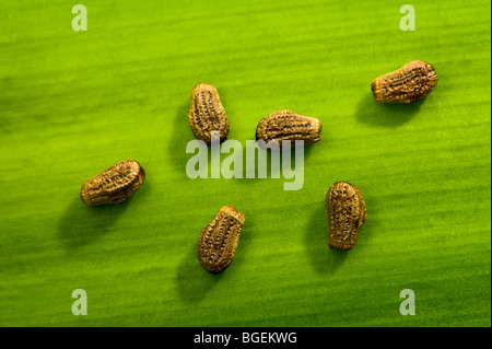 EGGS EGG of Phyllium Sp. philippines leaf insect leafinsect stick green ...