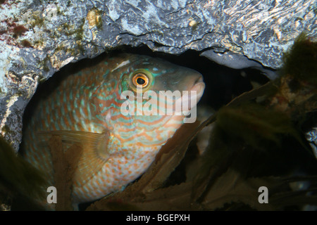 Corkwing Wrasse Symphodus (Crenilabrus) melops Peering Out Of Rock ...