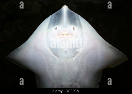 Underside Of Thornback Ray Raja clavata Or Thornback Skate Stock Photo ...