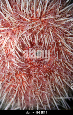 A close-up of a Echinoid (Sea Urchin Stock Photo - Alamy