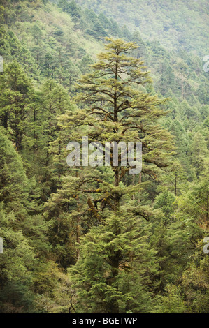 Sikkim Fir (Abies densa) ca. 10,000 feet, Yotong La Pass BHUTAN Stock ...