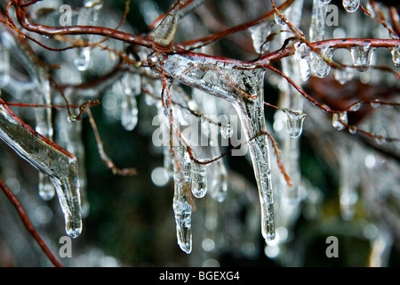 Icicles on a tree Stock Photo: 27288304 - Alamy