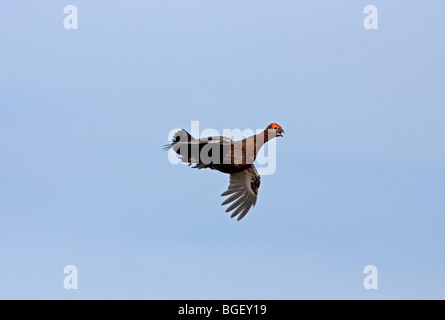 Red Grouse in flight Stock Photo - Alamy