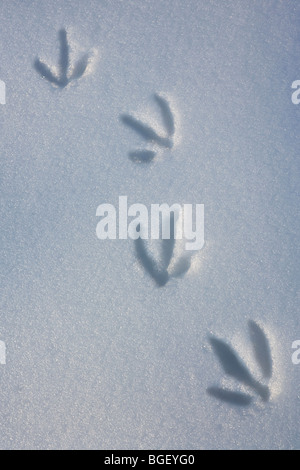 Canada goose (Branta canadensis) footprints in the mud - Victoria ...