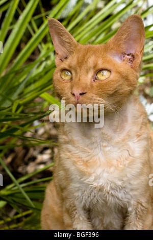 Ginger Devon Rex Stock Photo - Alamy