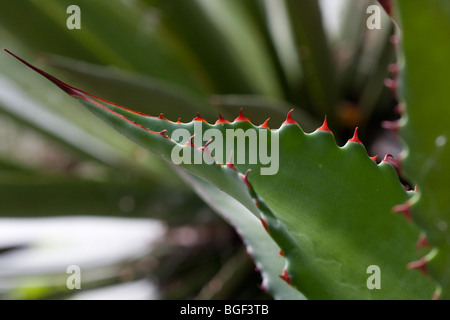 Red tipped Agave Species Stock Photo - Alamy