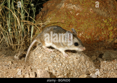Northern Grasshopper Mouse Stock Photo - Alamy
