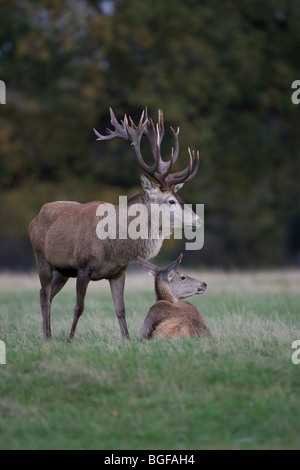 Red Deer Holkham Norfolk Stock Photo: 168159072 - Alamy
