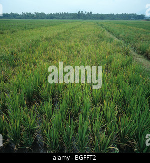 Rice plant infected by tungro virus backlit to show discolouration ...
