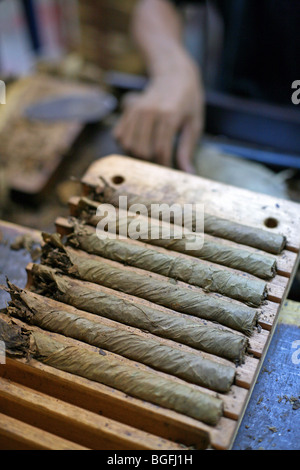 rack of hand rolled cigars in vinales cuba Stock Photo - Alamy