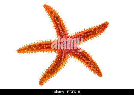 Dried red starfish on white. Photo Stock Photo - Alamy