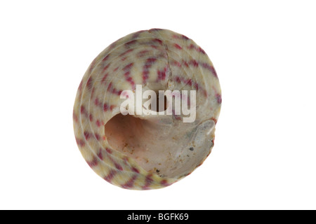 Flat top shells (Gibbula umbilicalis) in rock pool at low tide, UK ...